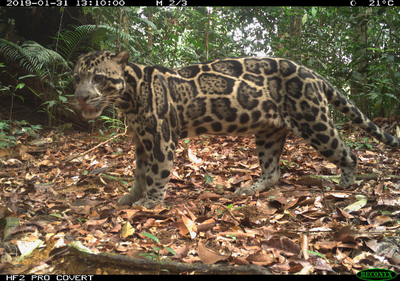 University of Oxford Japan Office | オックスフォード大学日本事務所 WildCRU and clouded ...